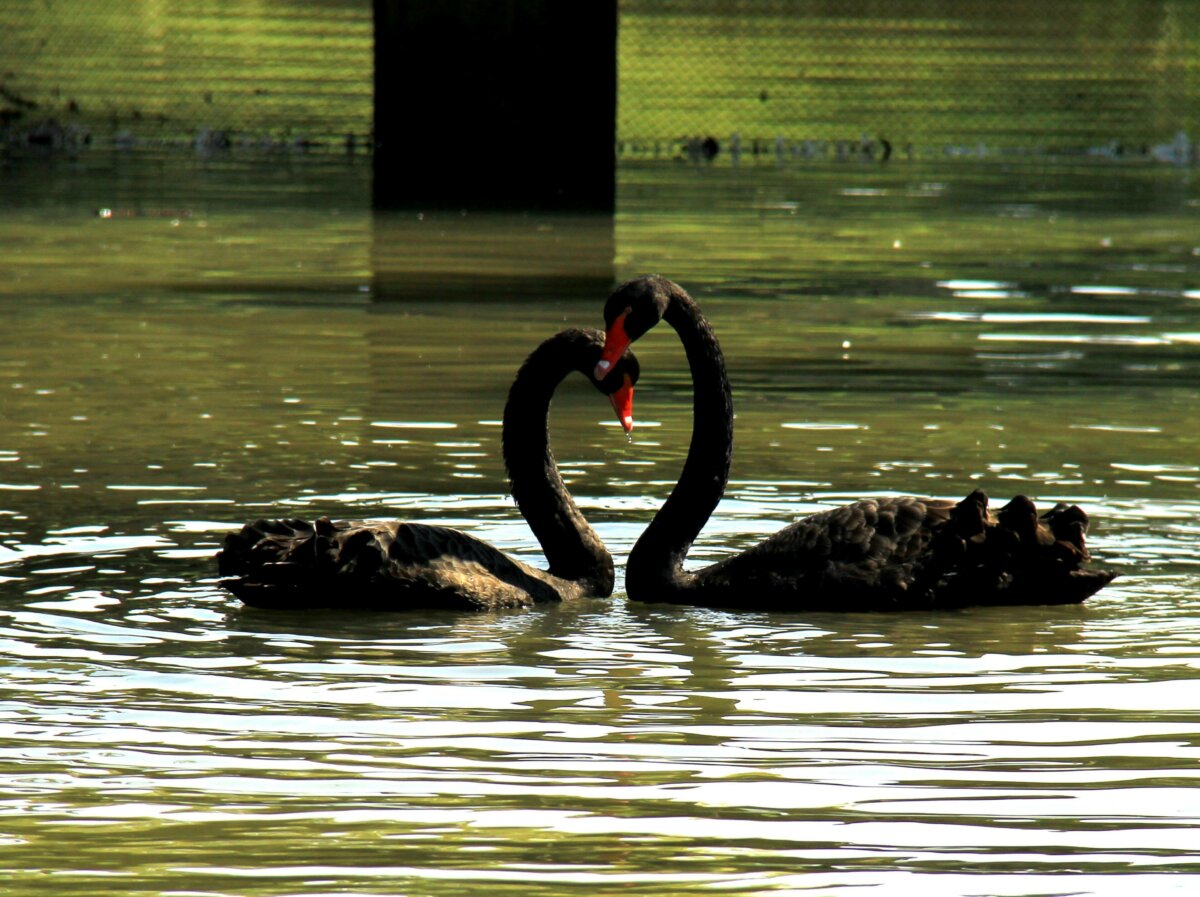 Schwules Schwanenpaar im Zoo mit 3D-gedruckten Eiern ausgestattet 🦢